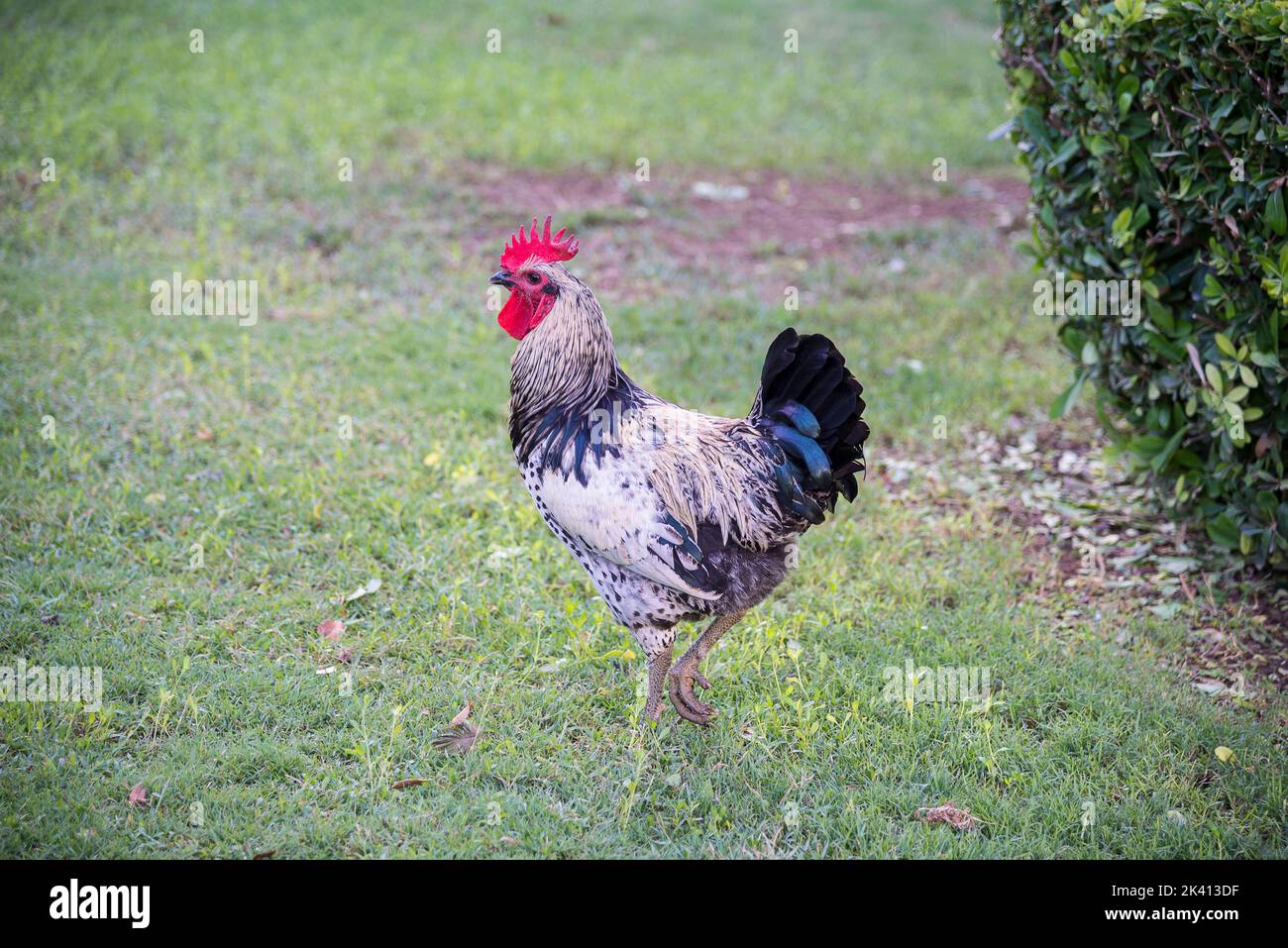 Rooster outdoor in the green farm Stock Photo - Alamy