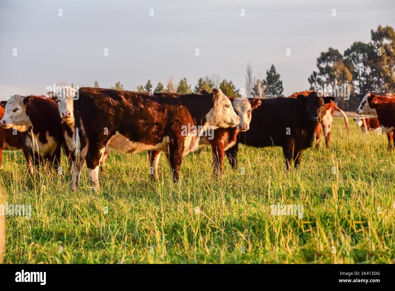 Cows raised with natural pastures, meat production in the Argentine ...
