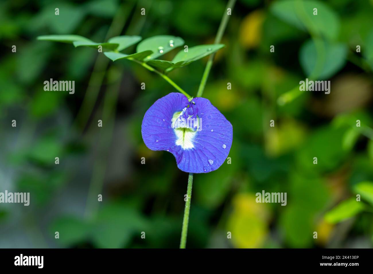 Bluebellvine, Asian pigeonwings, blue pea, butterfly pea. When a little ...
