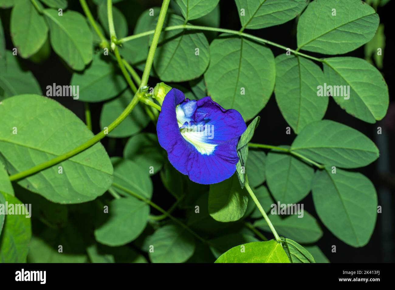 It is also known as Butterfly pea, Bluebell vine & Asian pigeonwing ...