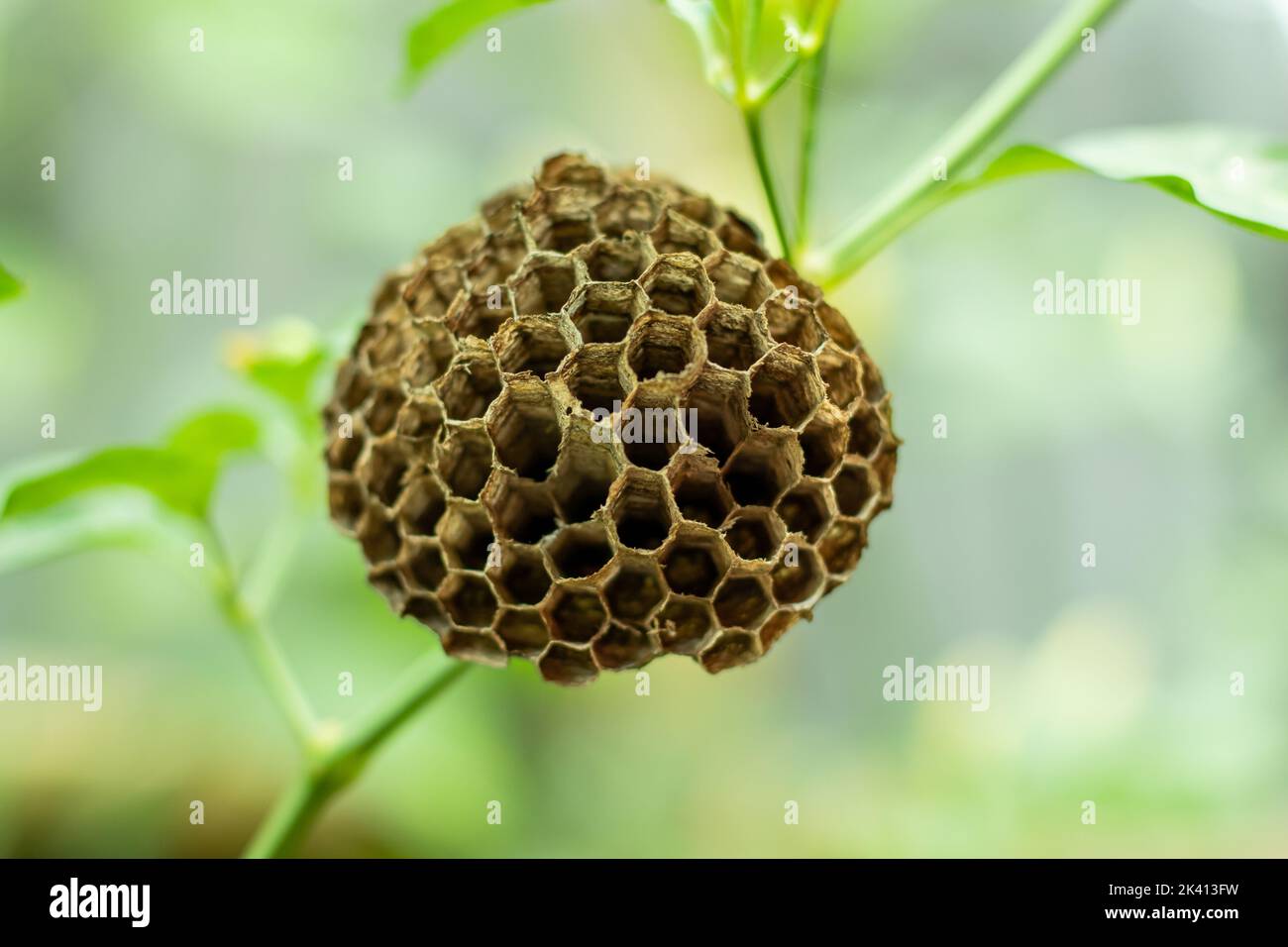Nests are mostly made out of a mixture of chewed wood and wasp saliva ...