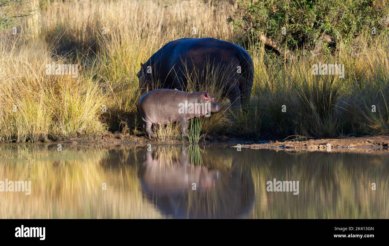 Hippopotamus ( Hippopotamus amphibius) Pilanesberg Nature Reserve ...