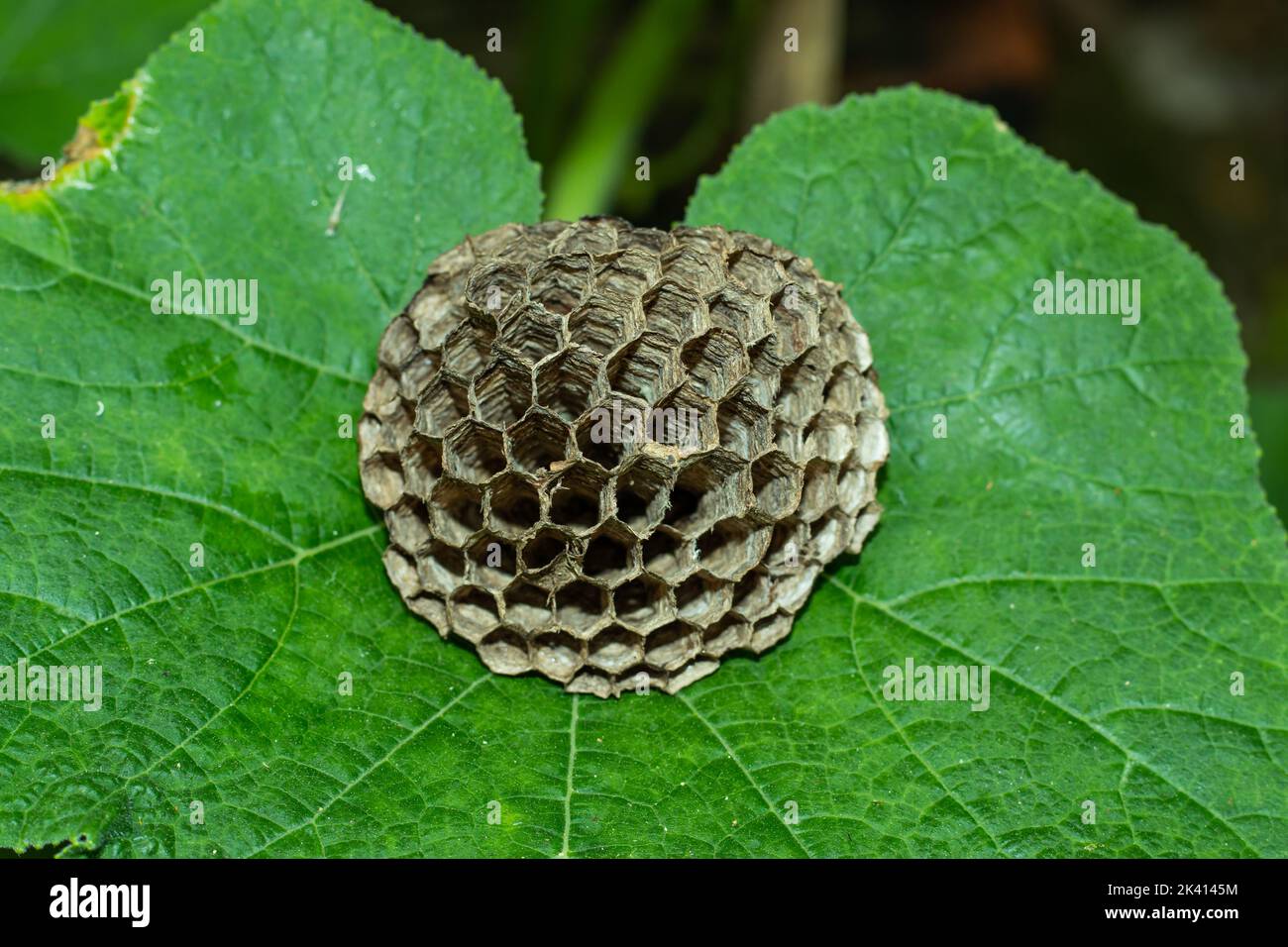 Wasps nest on pumpkin leaf. They build their nests with a combination ...