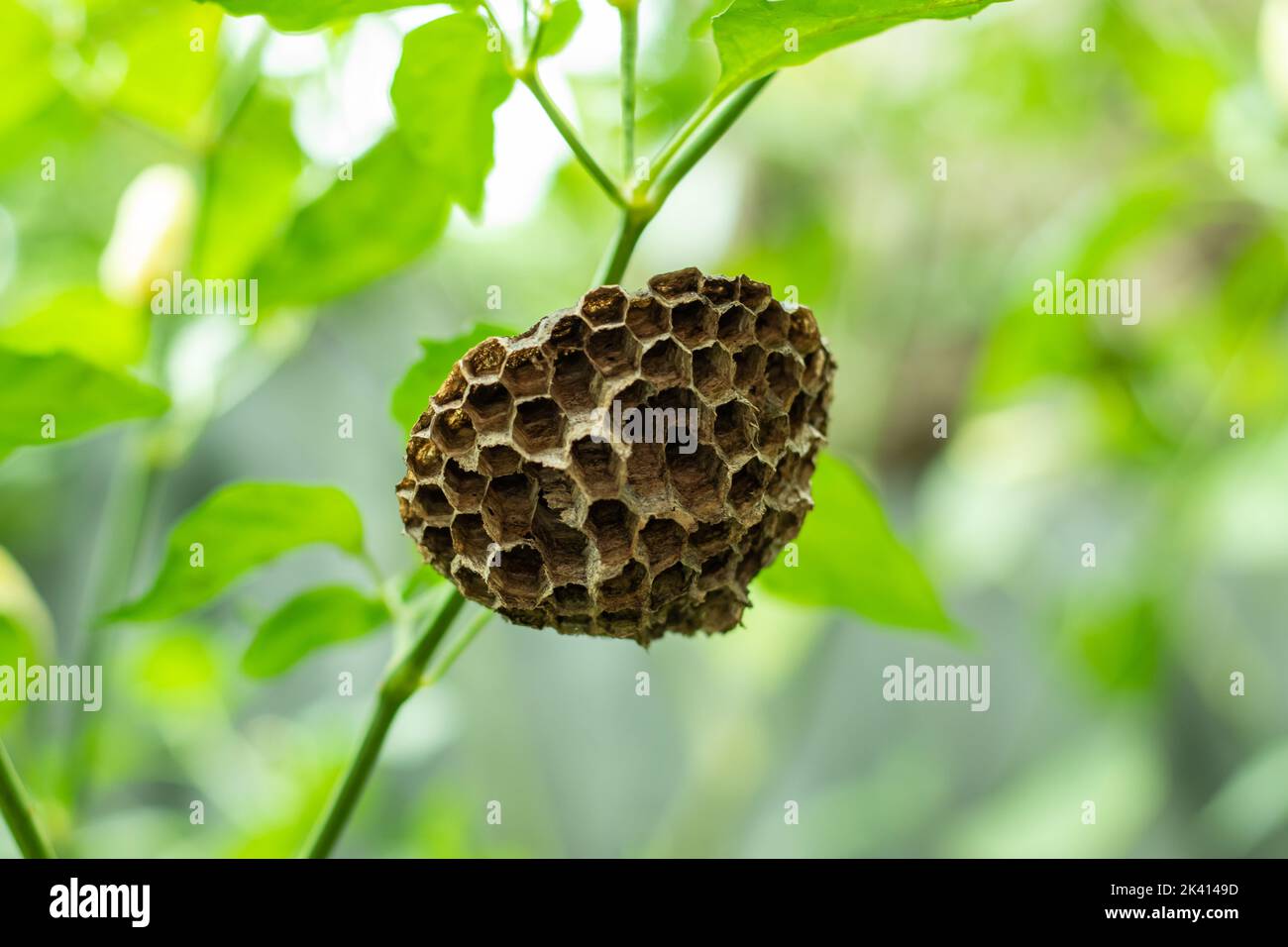 Wasps will build their nests almost anywhere. But, sometimes they build ...