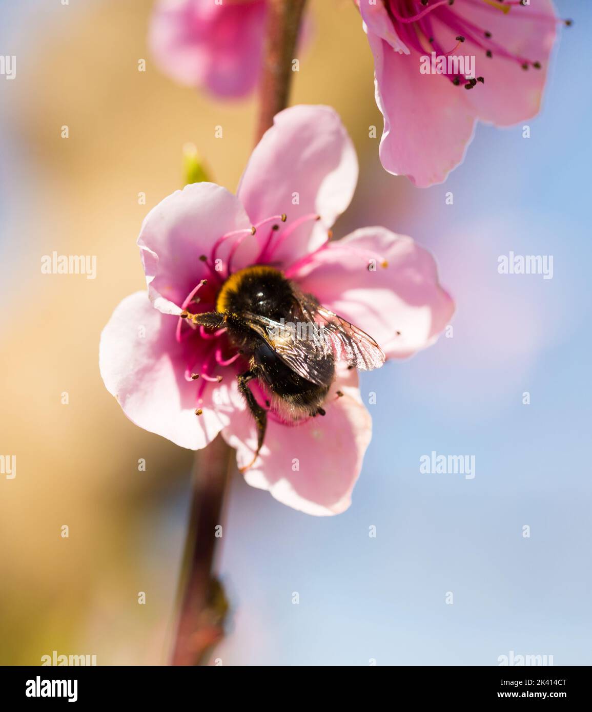 bumblebee collects honey on peach blossom Stock Photo - Alamy