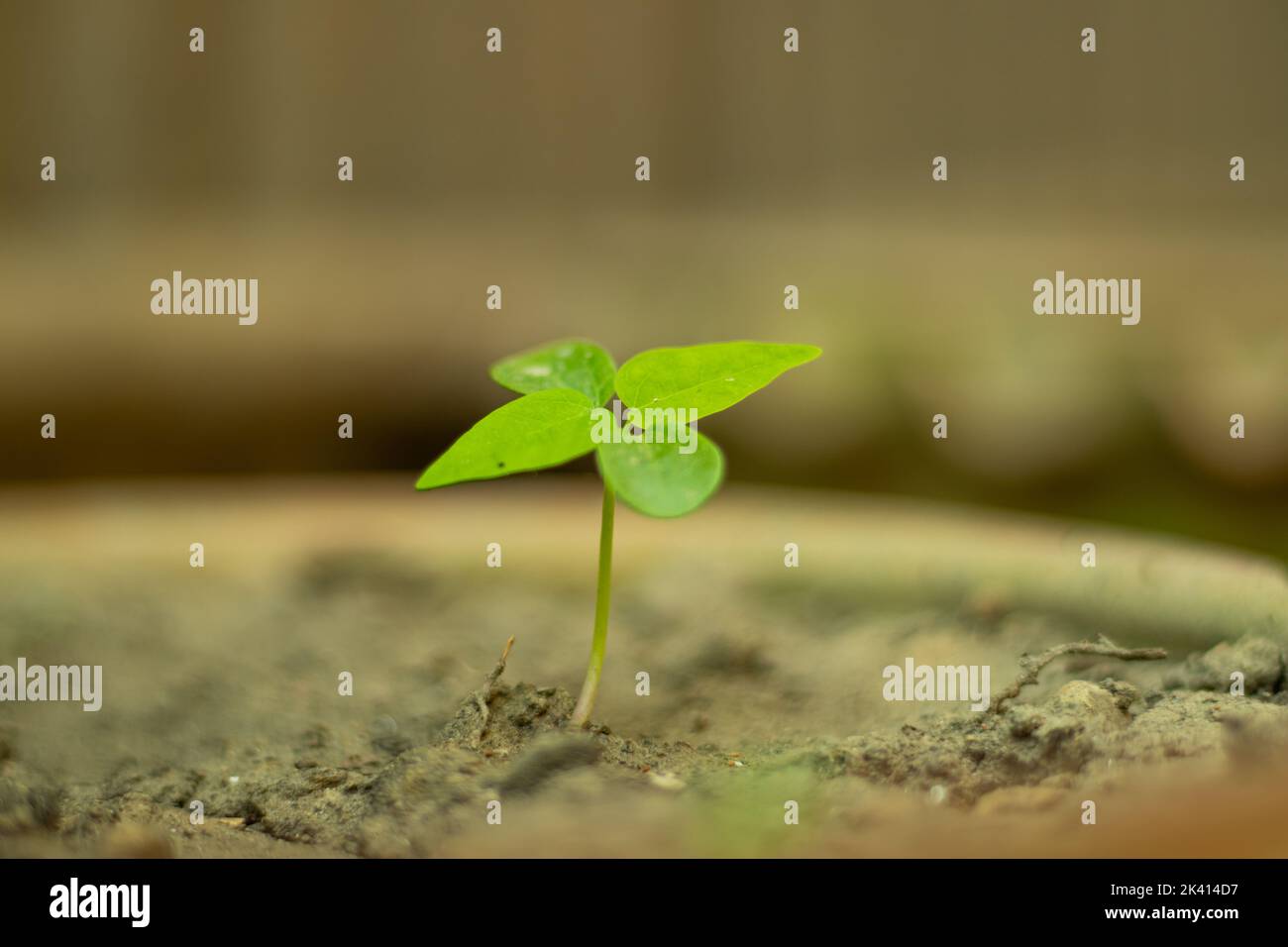 Aparajita Flower Plant is also known as Asian pigeonwings, Vishnukanta ...