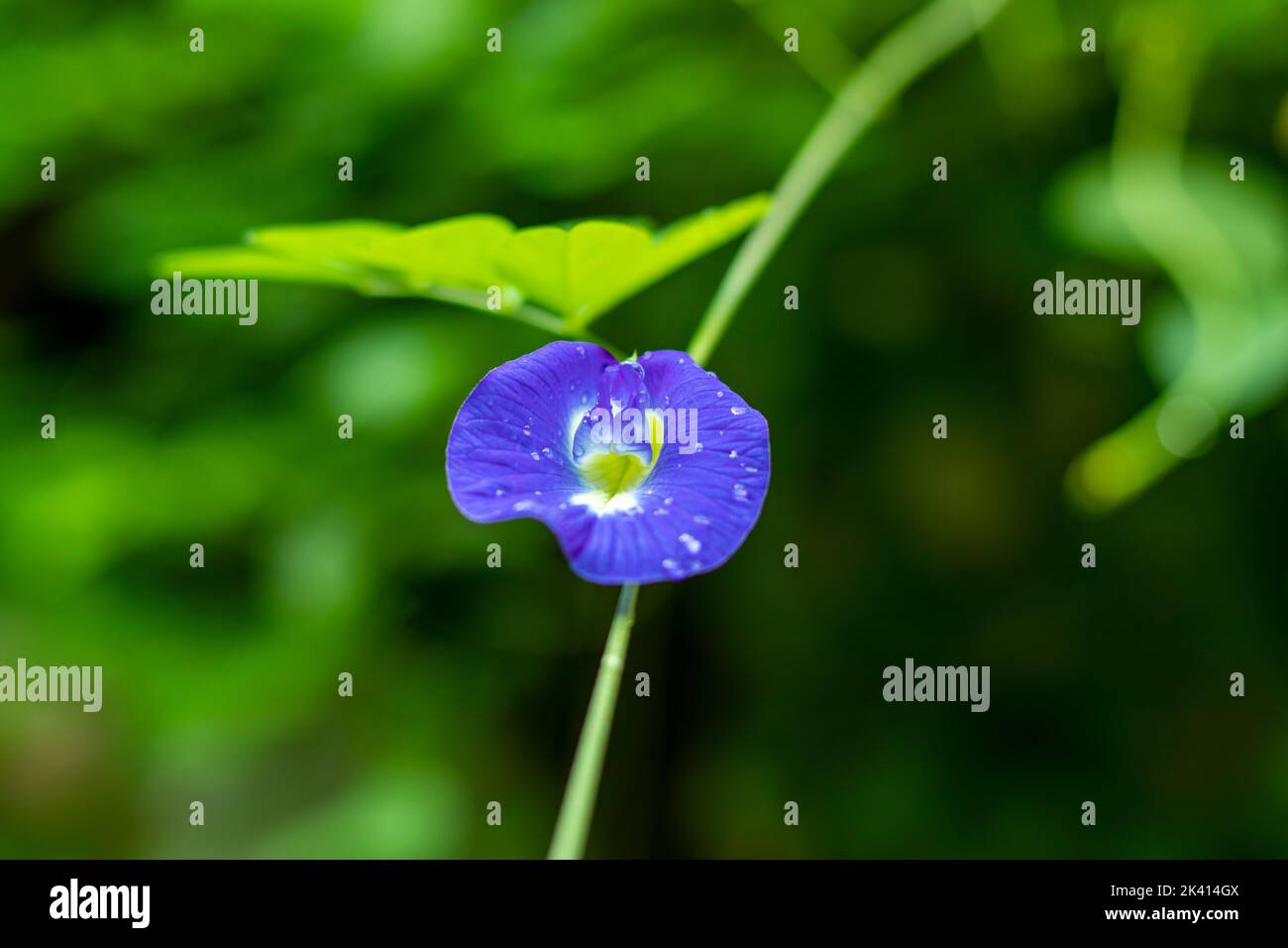 Asian pigeonwings flower bloom blue pea butterfly pea nature Clitoria ...