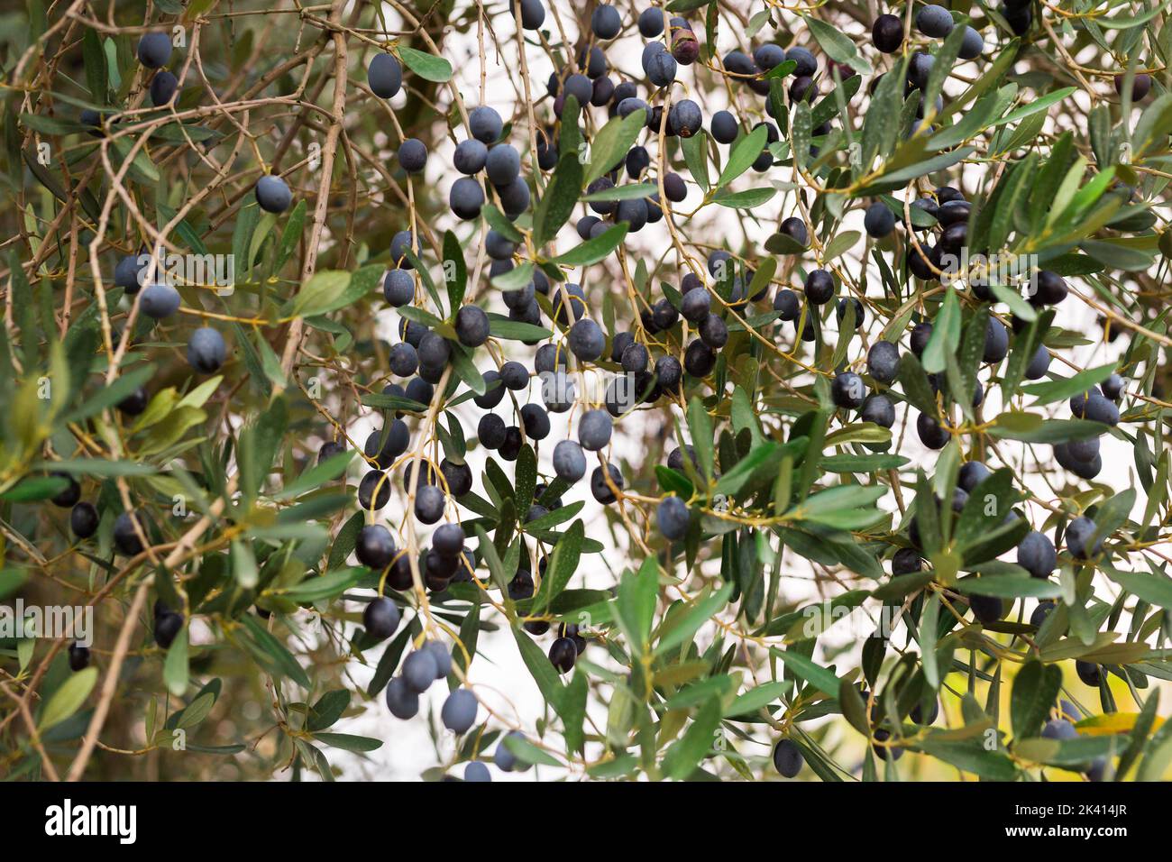 black olives on vnth trees in an olive grove Stock Photo - Alamy