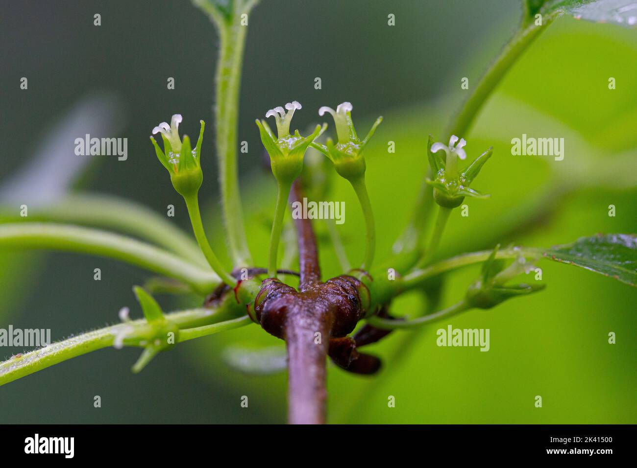 Female flowers of Rhamnus cathartica Stock Photo - Alamy