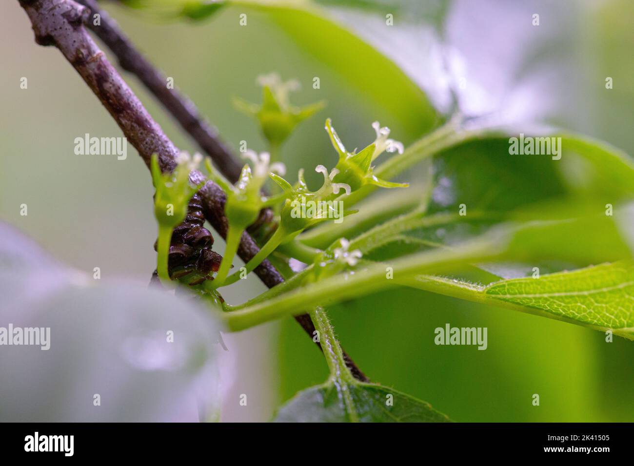Female flowers of Rhamnus cathartica Stock Photo - Alamy