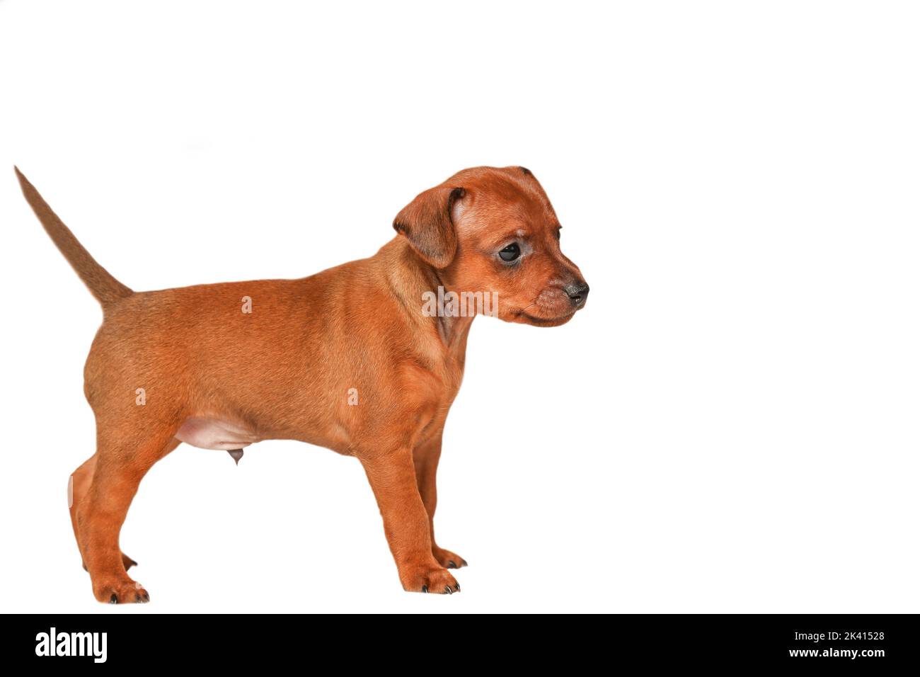 A small brown puppy stands sideways on a white background. Isolate. A ...