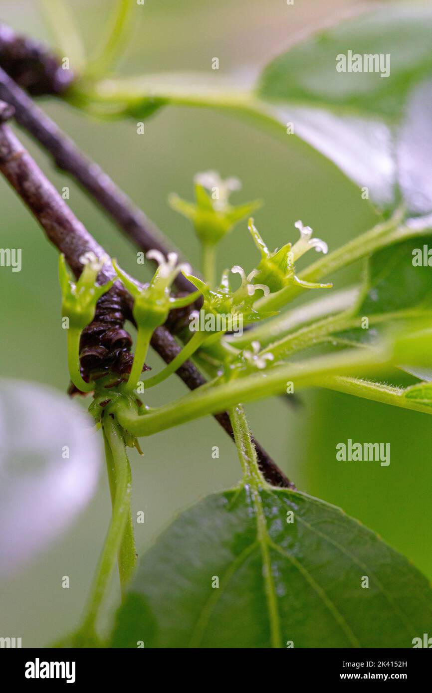 Female flowers of Rhamnus cathartica Stock Photo - Alamy
