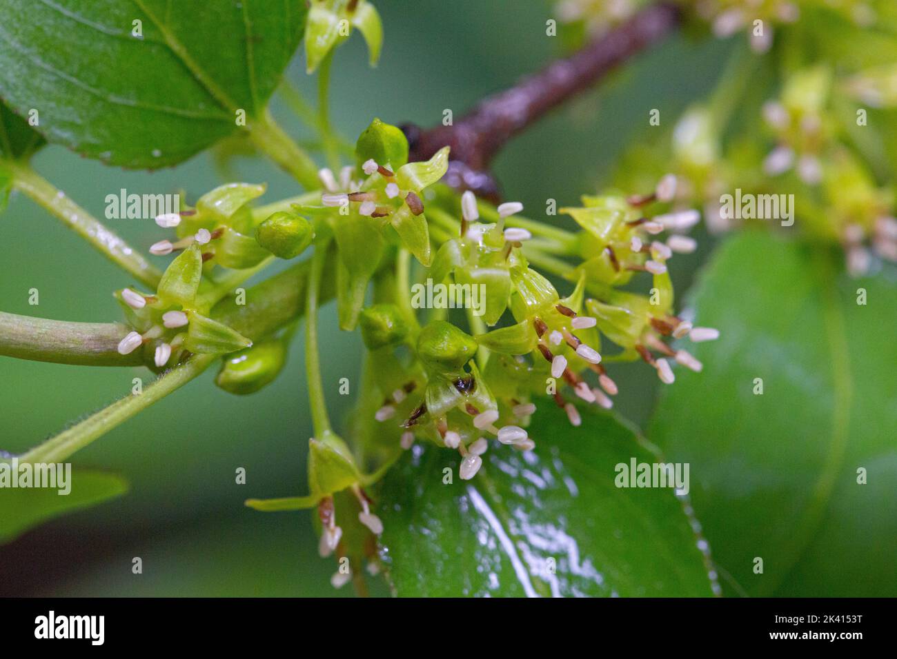 Male flowers of Rhamnus cathartica Stock Photo - Alamy