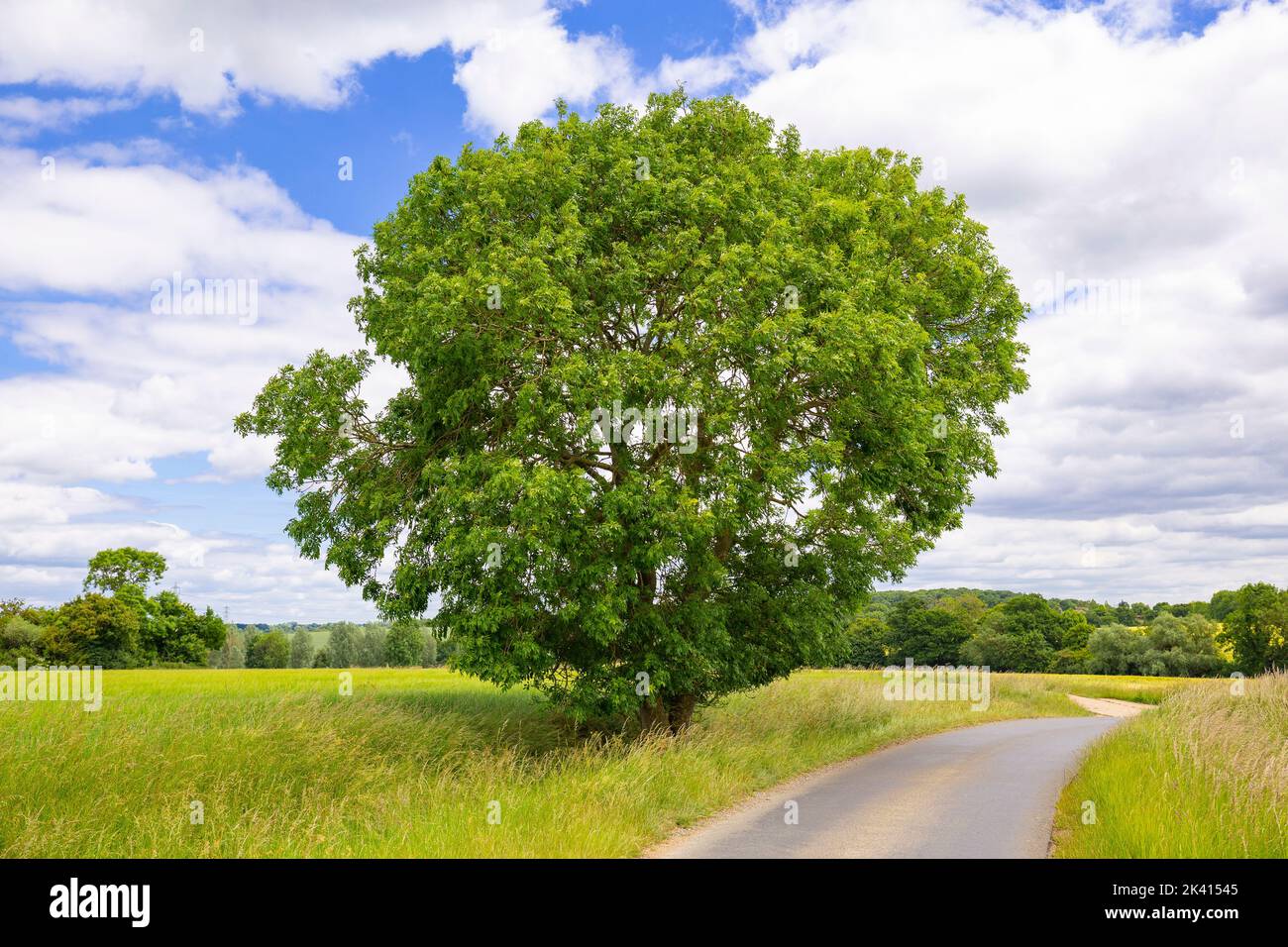 Fraxinus excelsior tree in rural countryside Stock Photo - Alamy