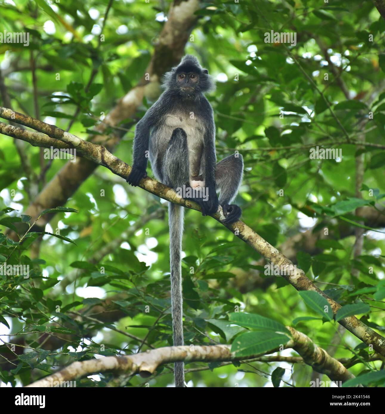 Silver langur hi-res stock photography and images - Alamy