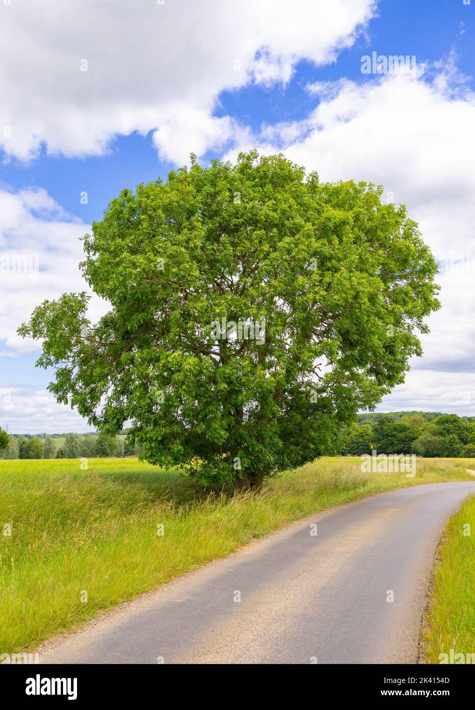 Fraxinus excelsior tree in rural countryside Stock Photo - Alamy