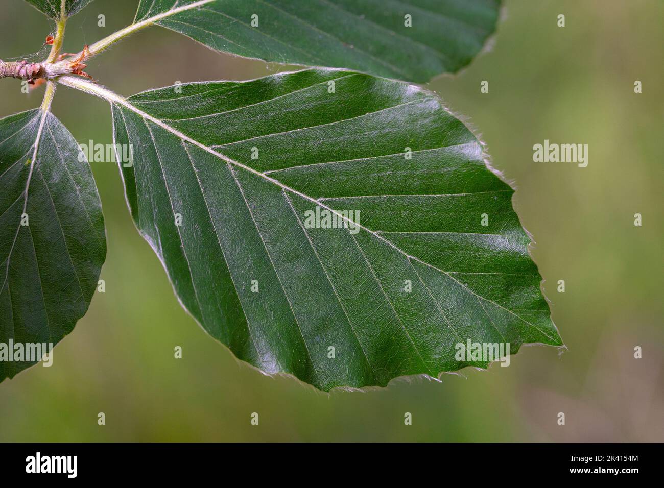 Fagus sylvatica leaf Stock Photo - Alamy