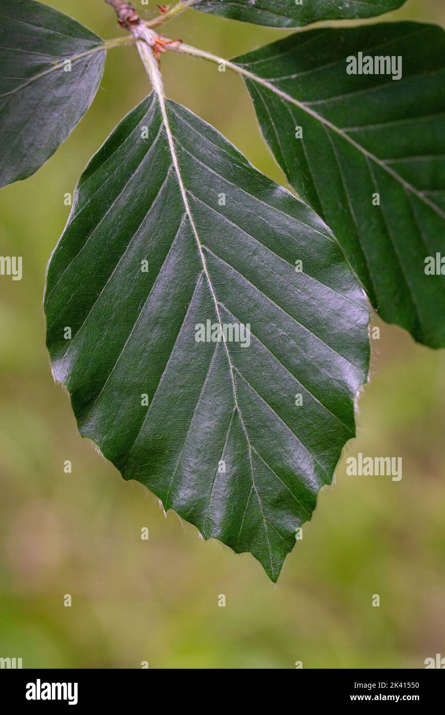 Fagus sylvatica leaf Stock Photo - Alamy