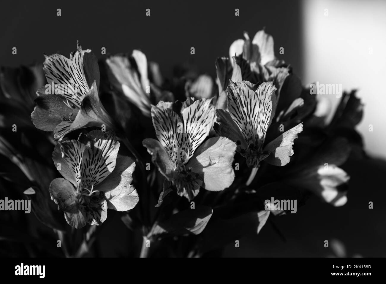 Beautiful lily flowers beetween light and shadow. Funeral flowers ...