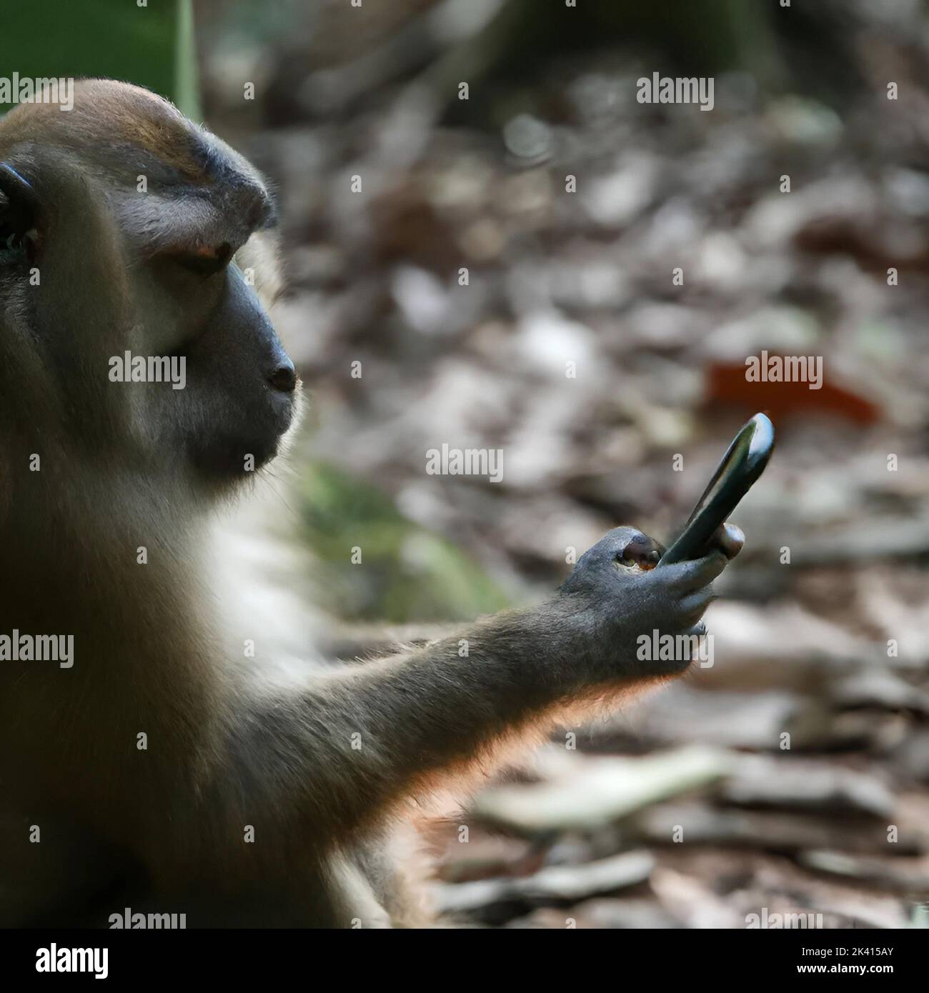 Monkey illustration touch hi-res stock photography and images - Alamy