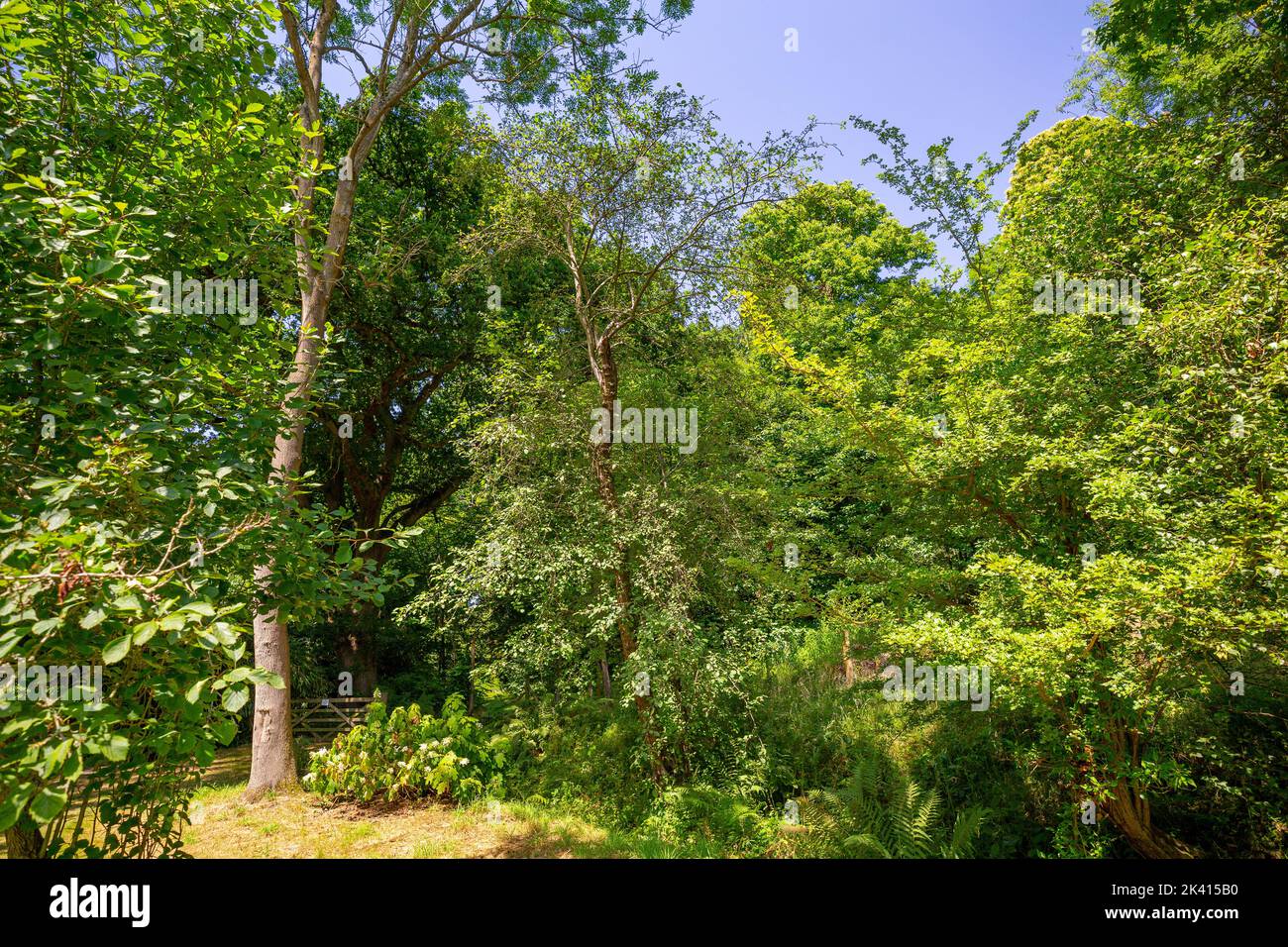 Malus sylvestris summer hi-res stock photography and images - Alamy