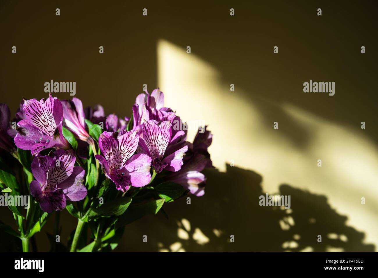 Beautiful purple lily flowers beetween light and shadow against olive ...