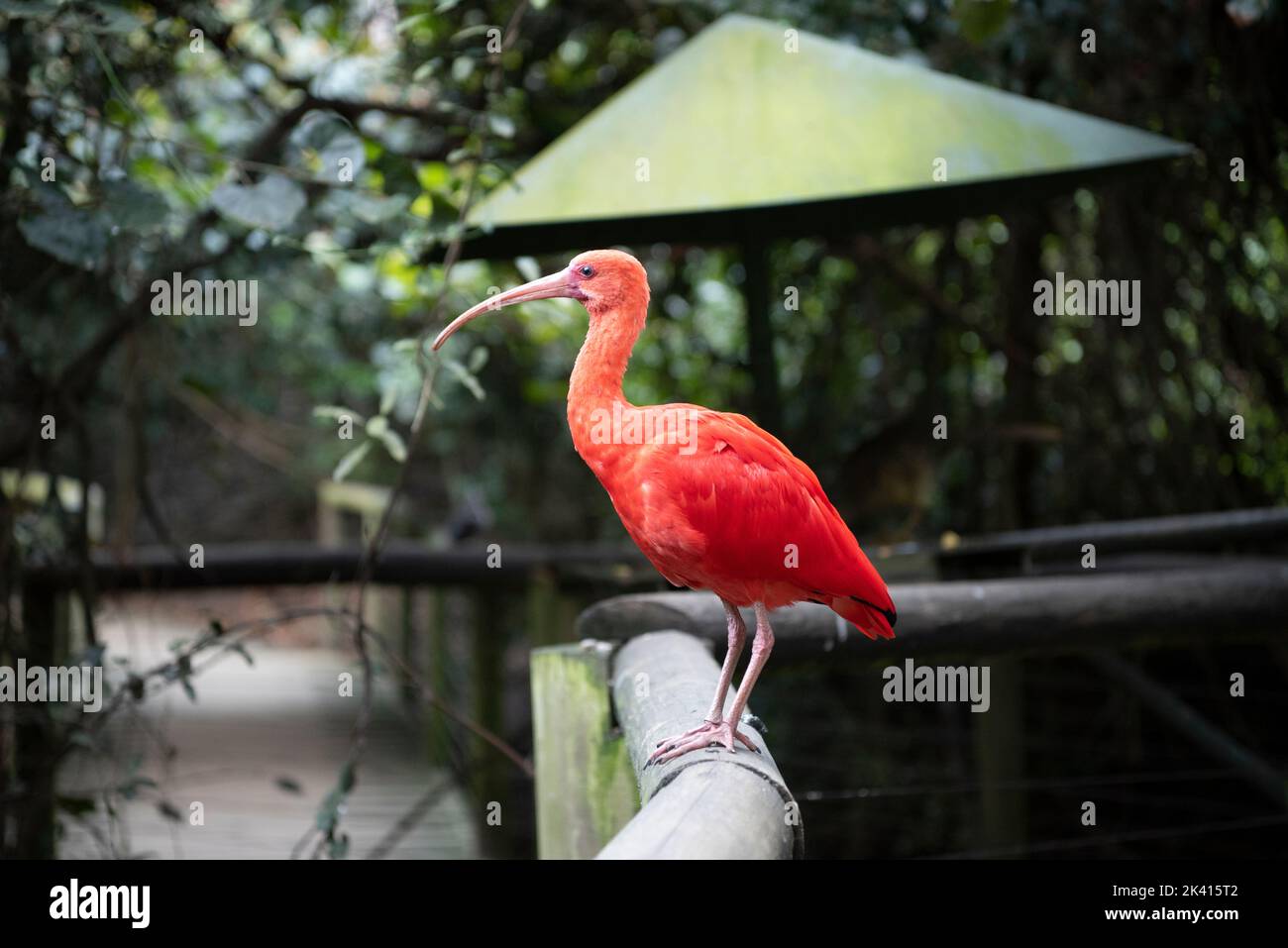 Scarlet ibis bird swimming in hi-res stock photography and images - Alamy