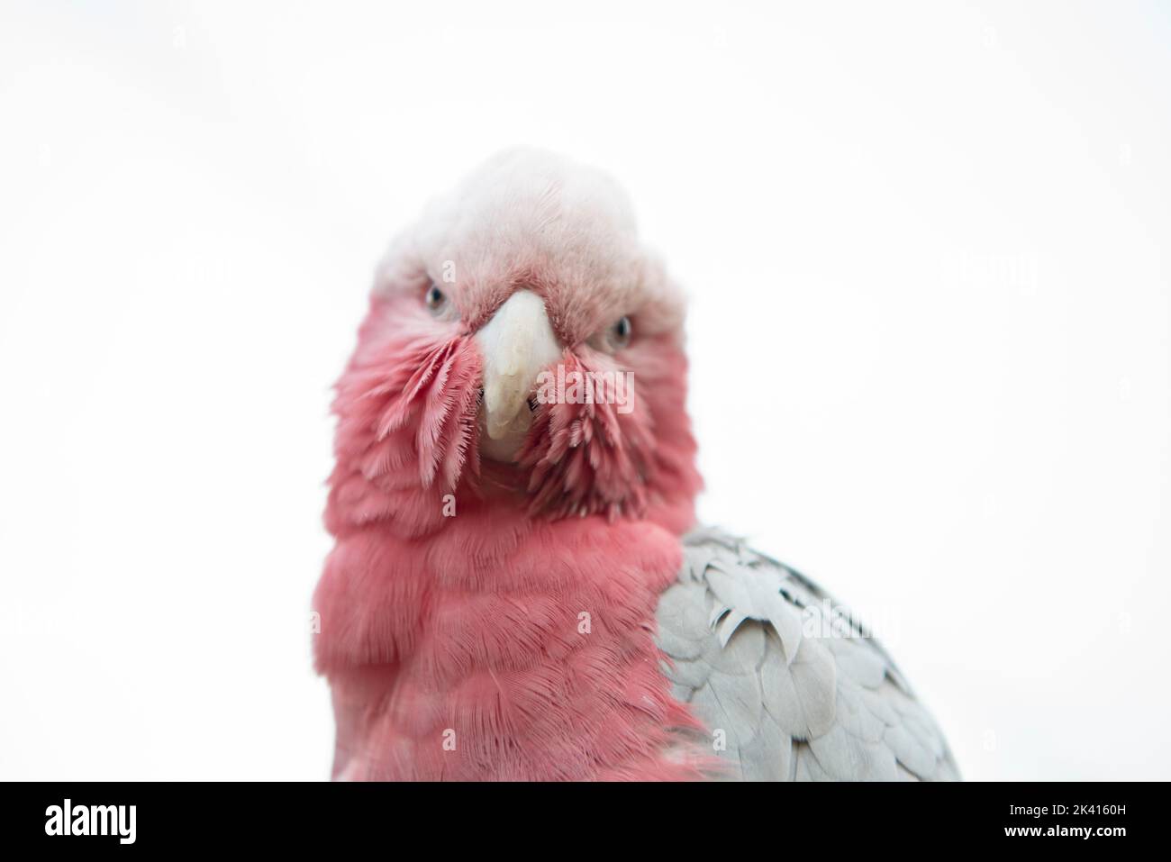 Galah bird - Eolophus roseicapilla Stock Photo - Alamy