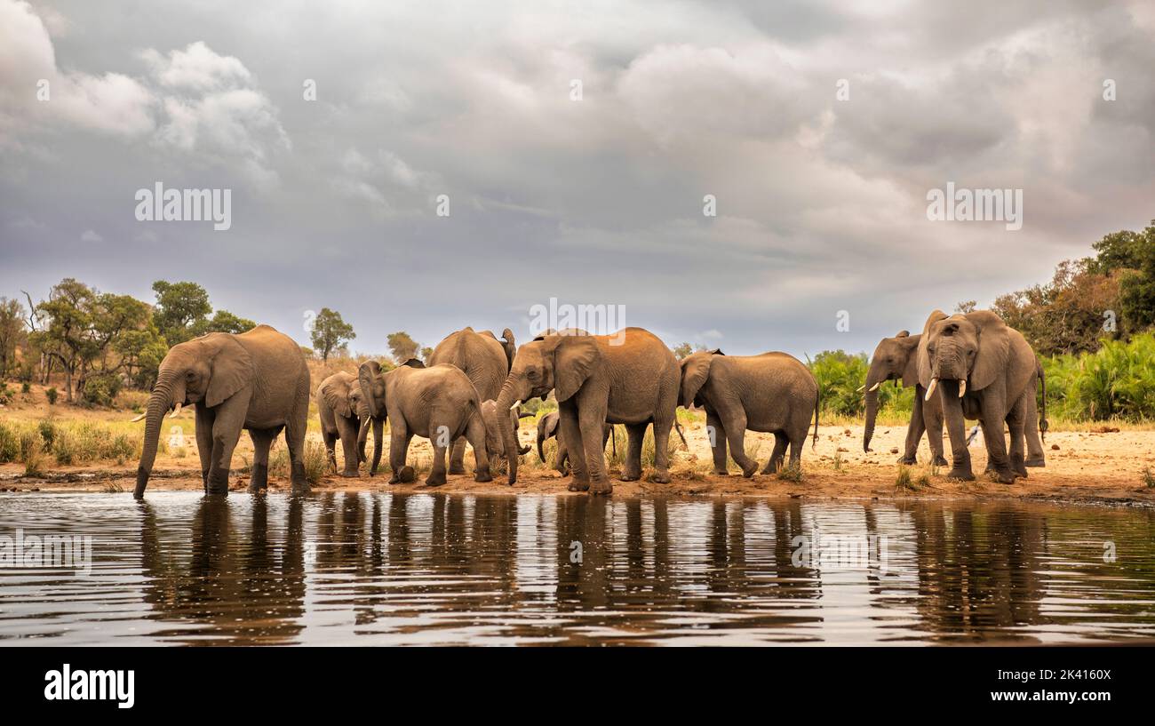 Herd of wild elephants in the African Savanna Stock Photo - Alamy