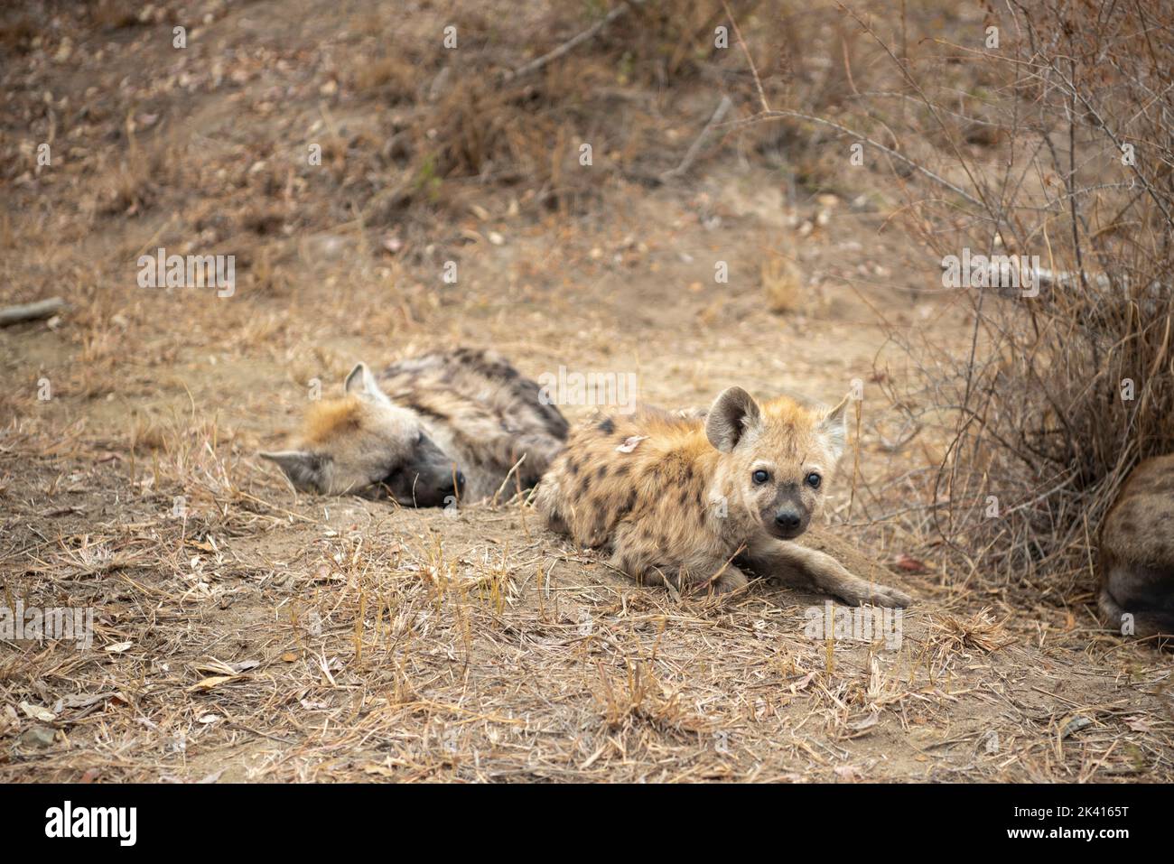 Hyena cub looking at the camera in the african savanna Stock Photo - Alamy