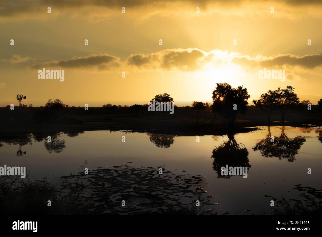 African Safari Landscape Sunset