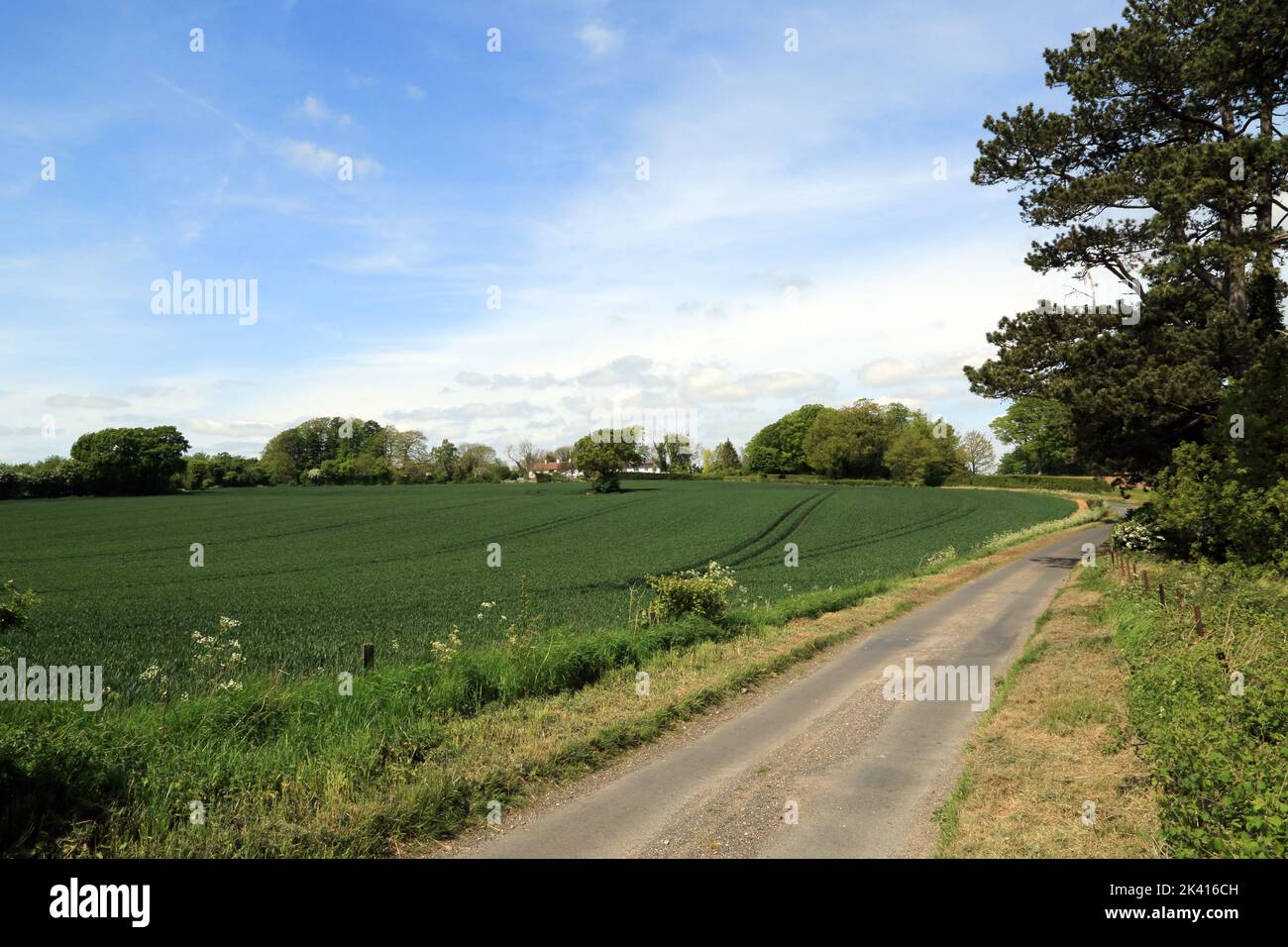 Rural single track road at Singledge Road looking toward Coldred, Dover ...