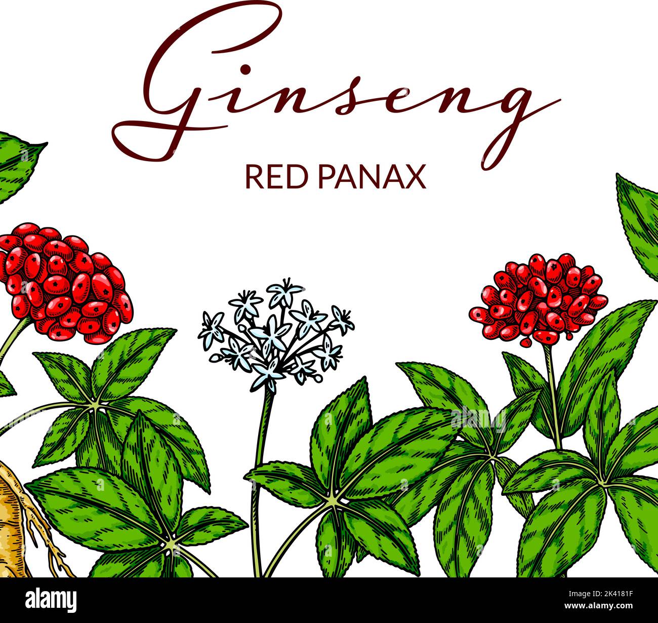 Ginseng colorful square design. Hand drawn botanical vector ...