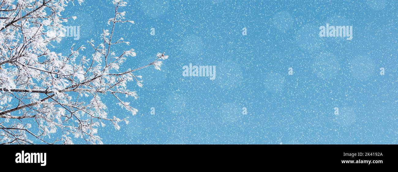 Christmas background, winter landscape with snowy tree branches against blue sky and snowfall, a ...