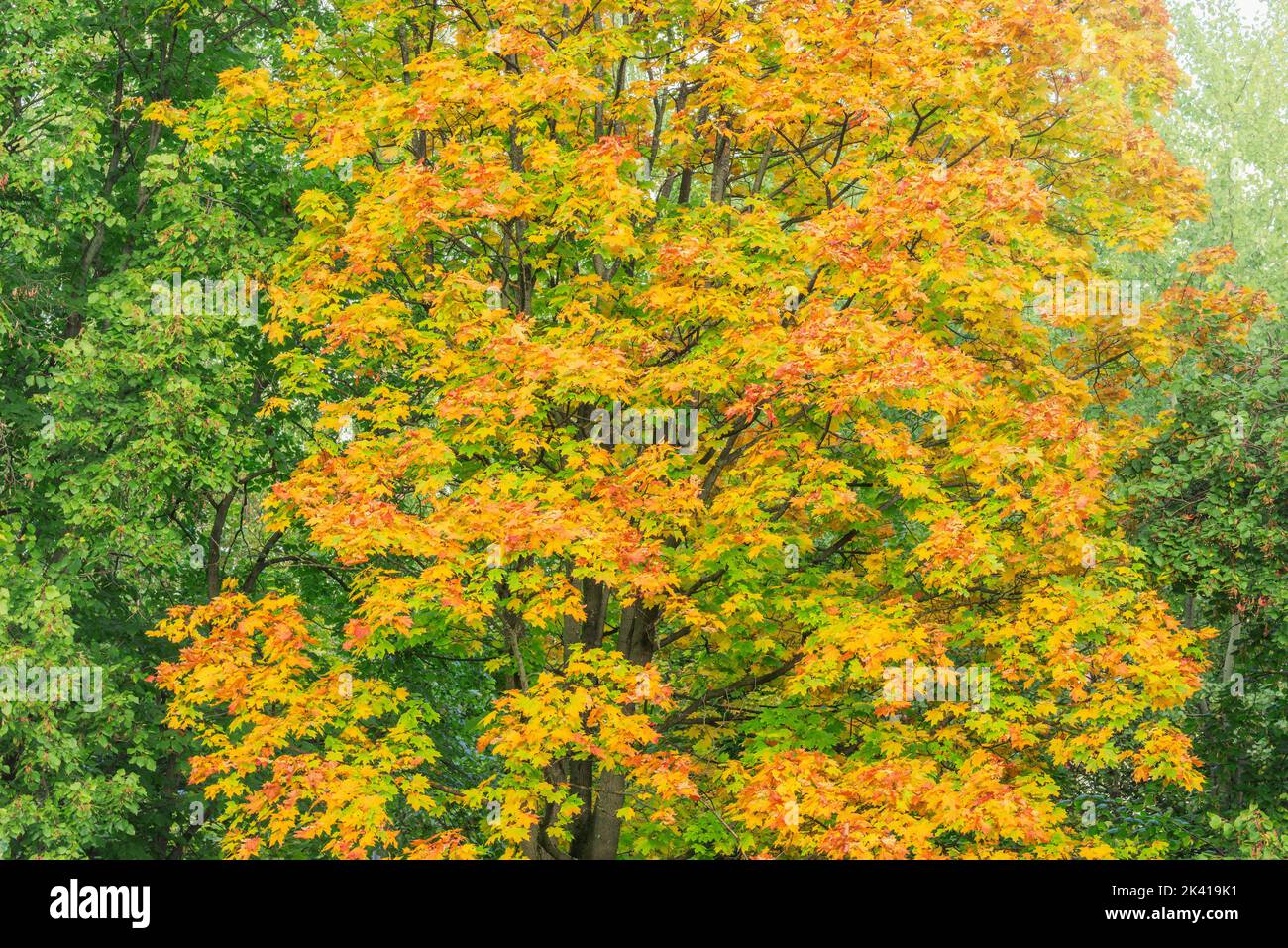 Maple trees in the city park at autumn day time Stock Photo - Alamy