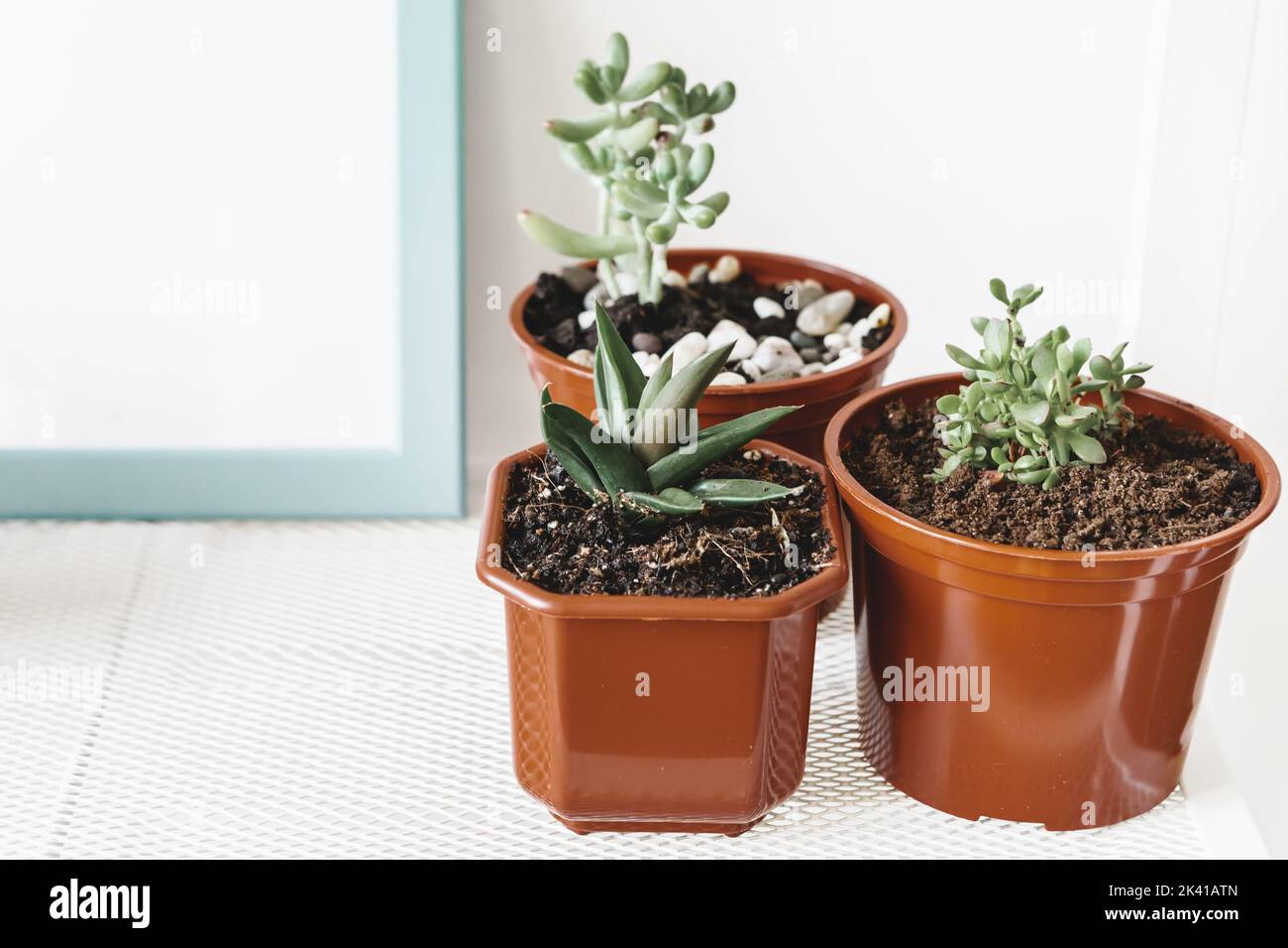 Group of succulent plants in small brown plastic pots indoors Stock ...