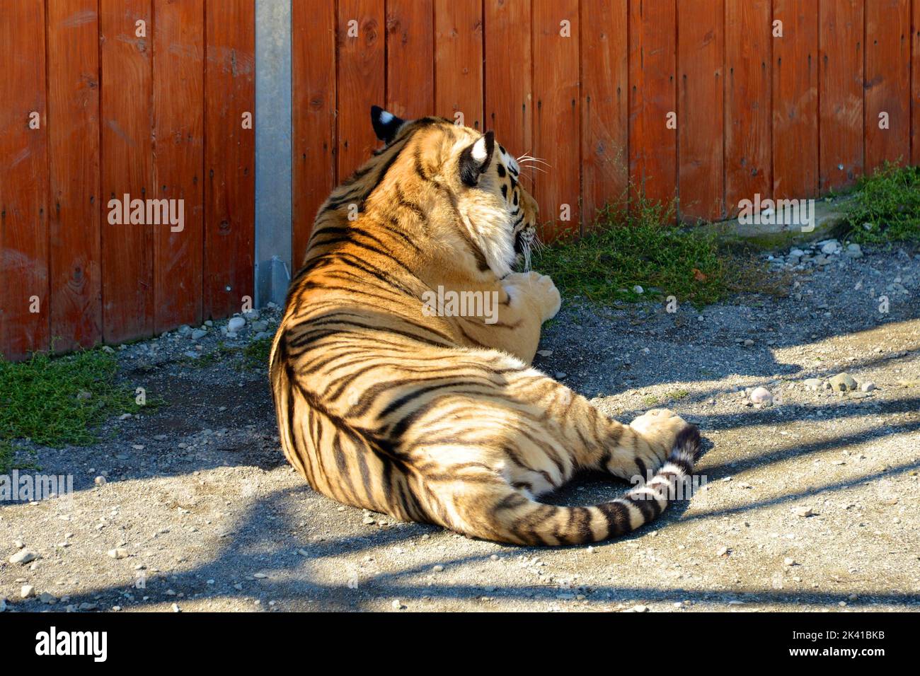 Gentle tiger hi-res stock photography and images - Alamy