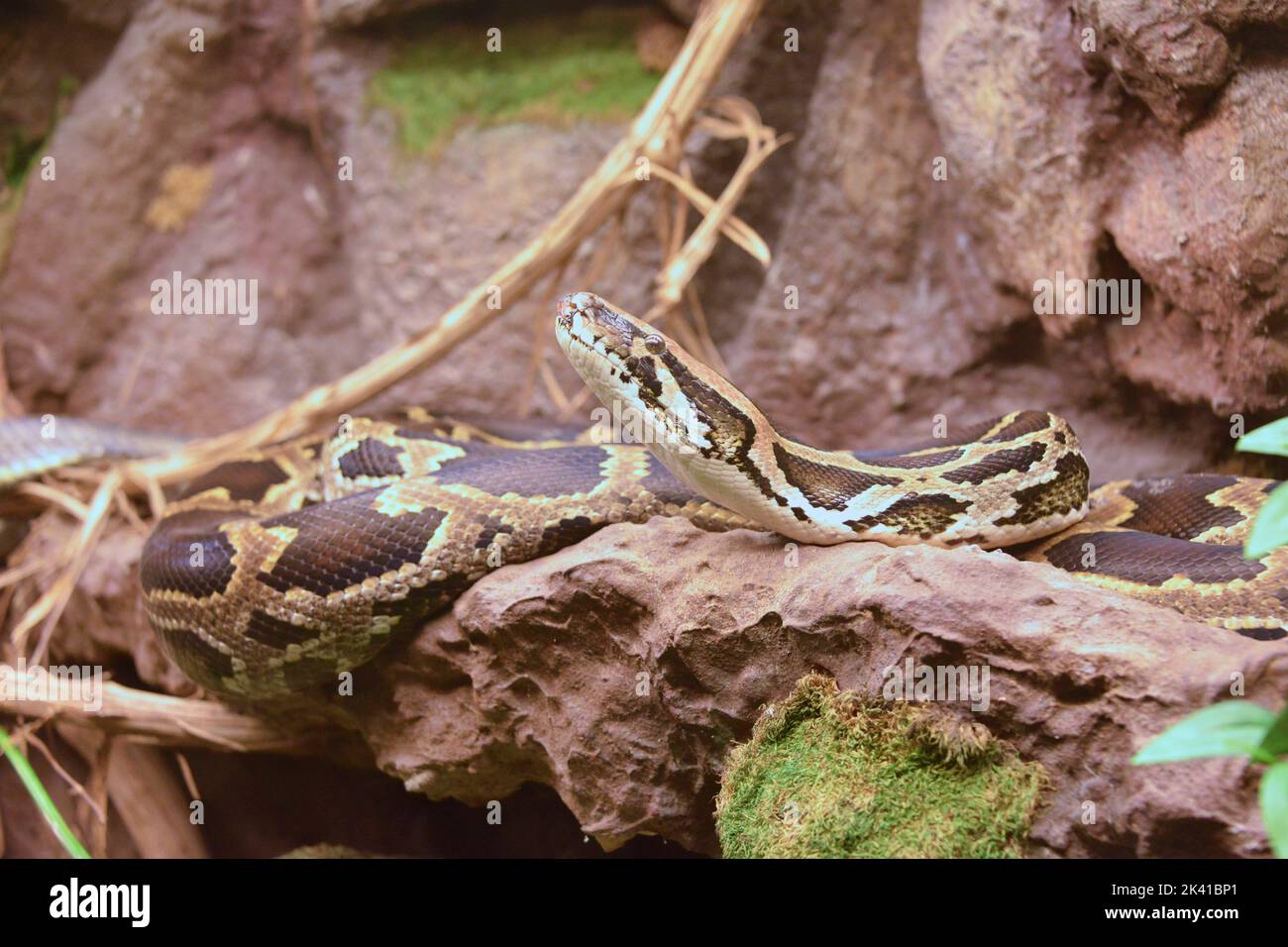 Snake on the nature Stock Photo - Alamy