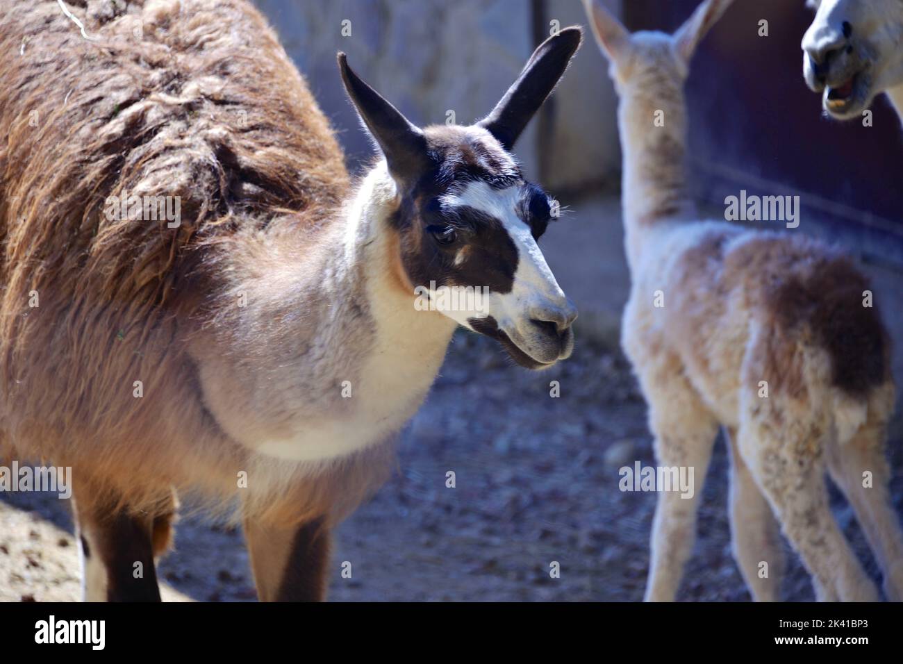 Beautiful lama hi-res stock photography and images - Alamy