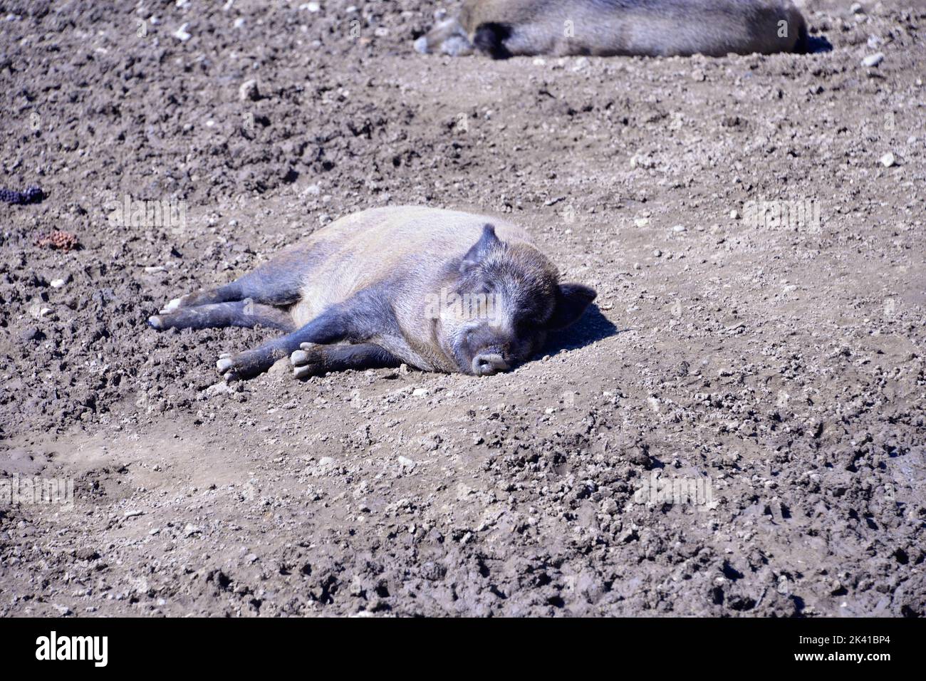 Wild boar sleeps Stock Photo - Alamy