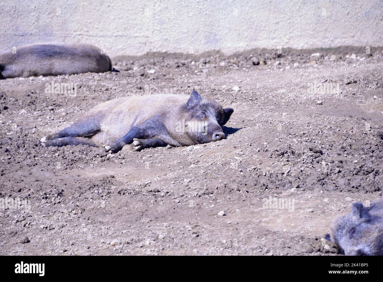 Wild boar sleeping in forest hi-res stock photography and images - Alamy