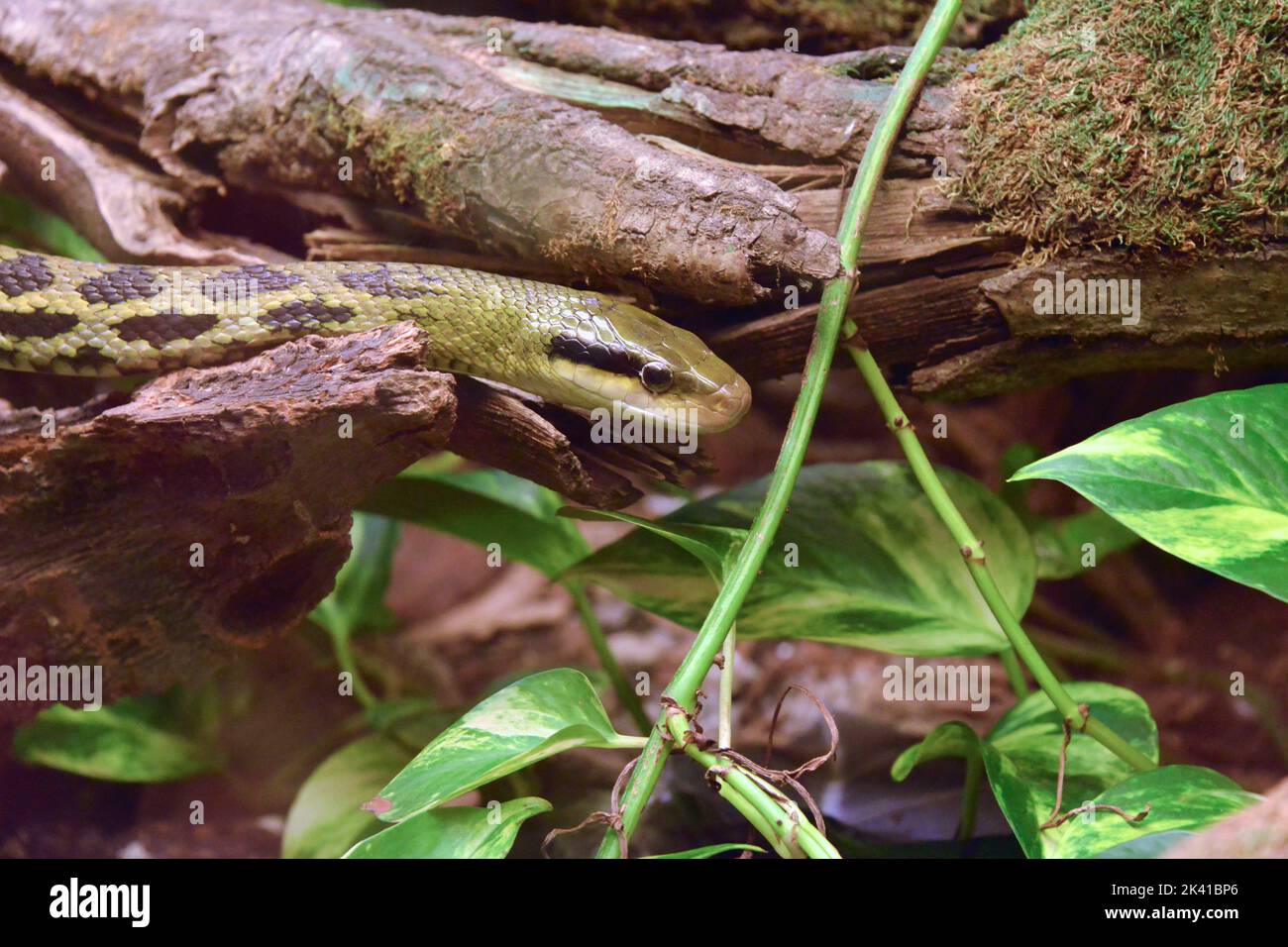 Snake hidding under some rocks Stock Photo - Alamy