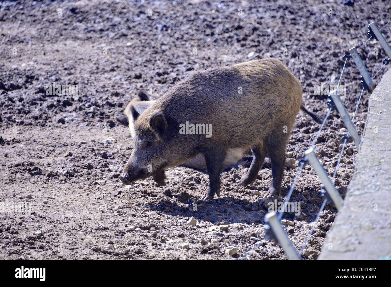 Wild pig outdoor Stock Photo - Alamy