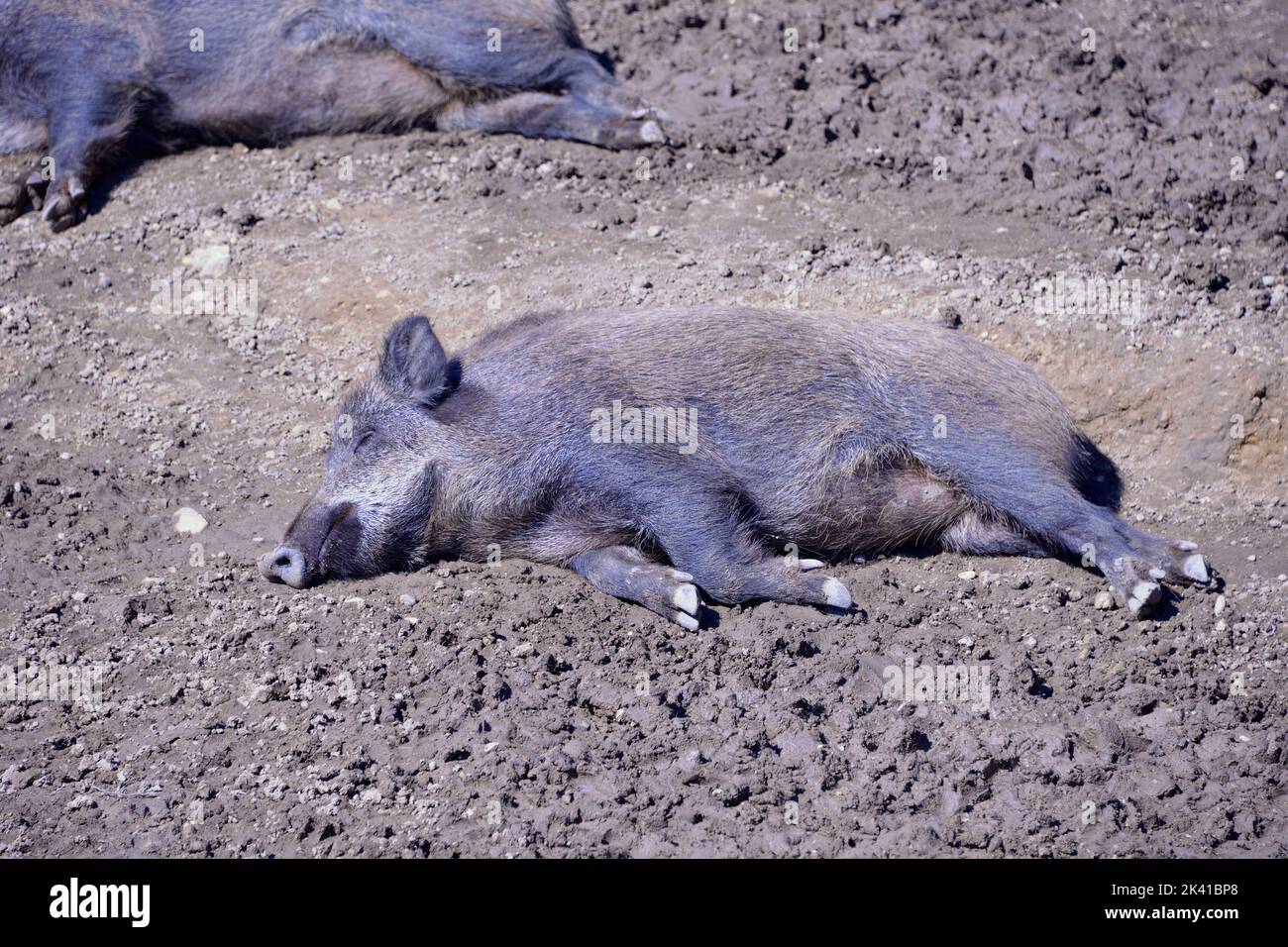 Pig sleeping isolated hi-res stock photography and images - Alamy