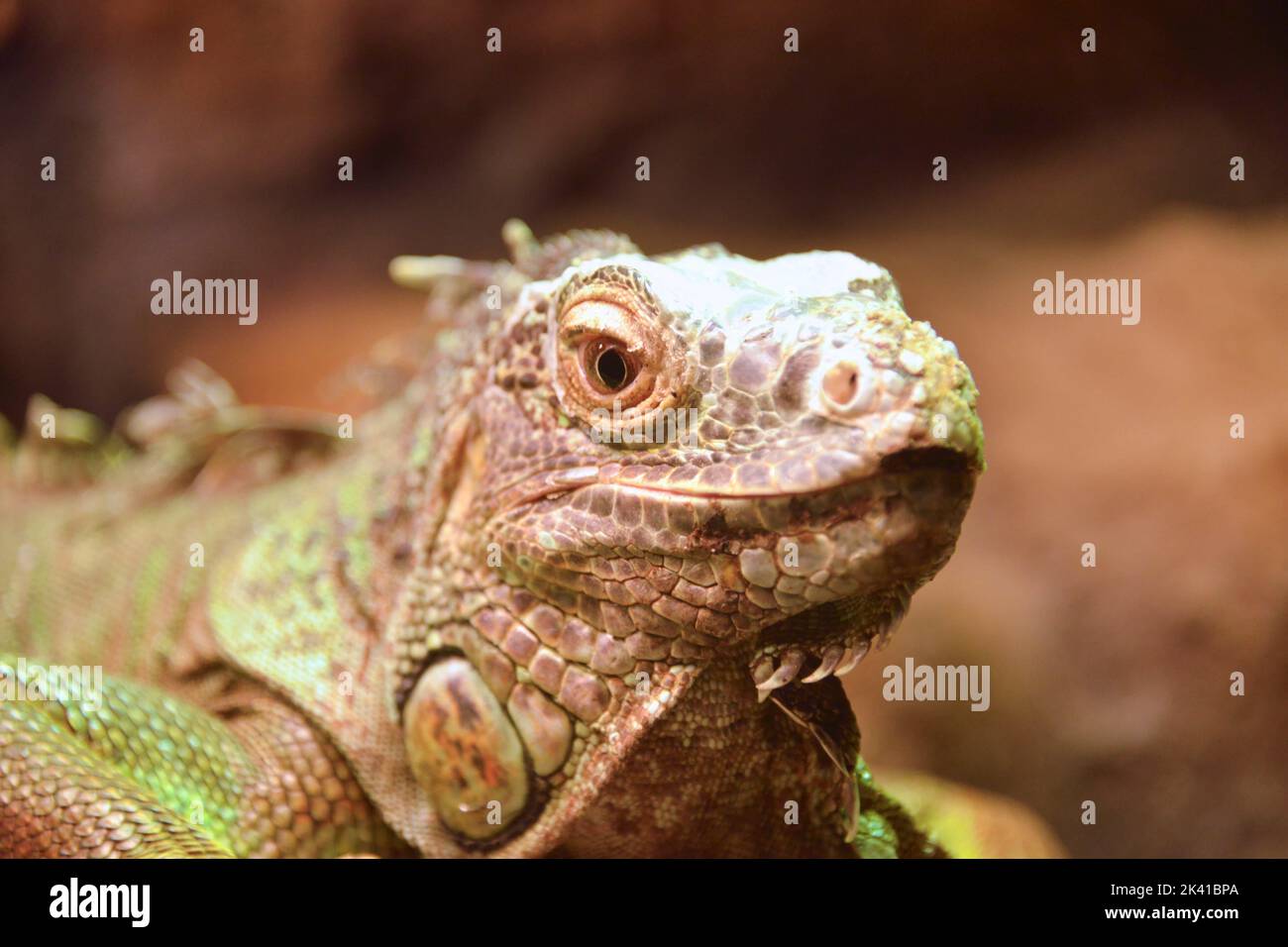 Ecuador and bonaire hi-res stock photography and images - Alamy