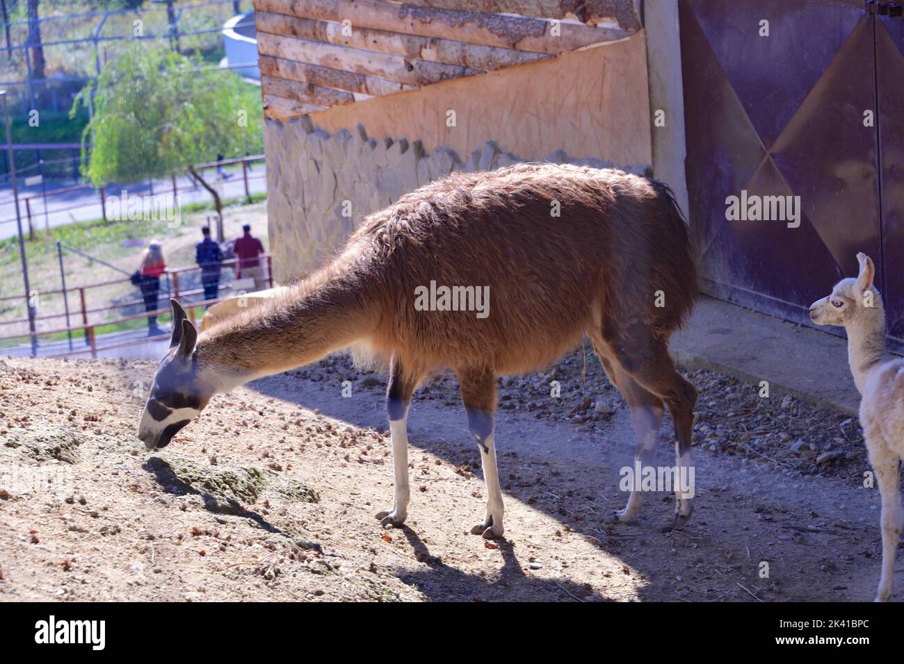 Peruvian lama group hi-res stock photography and images - Alamy
