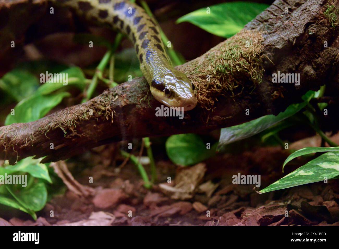 Snake facing to the camera Stock Photo - Alamy