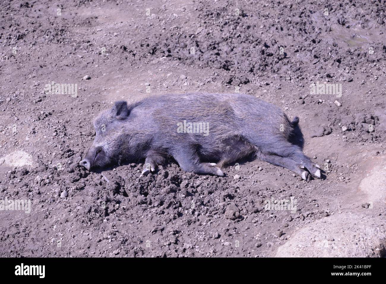Sleeping wild pig Stock Photo - Alamy