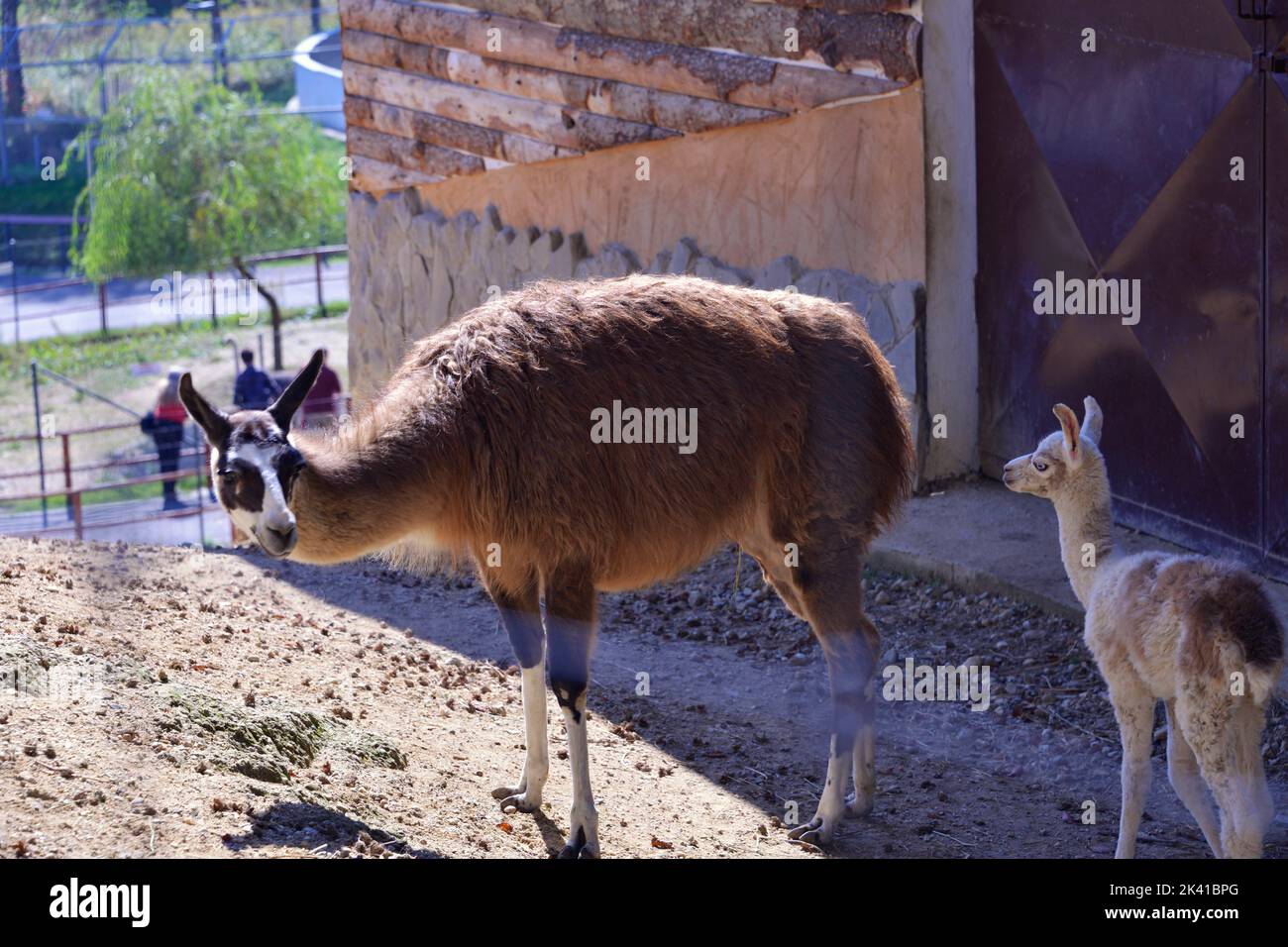 Lama and baby lama inside the zoo Stock Photo - Alamy