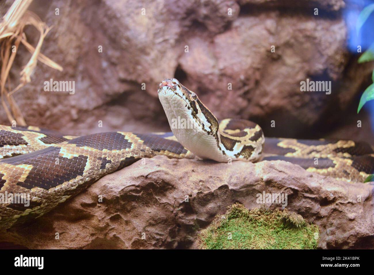 Pyton hi-res stock photography and images - Alamy